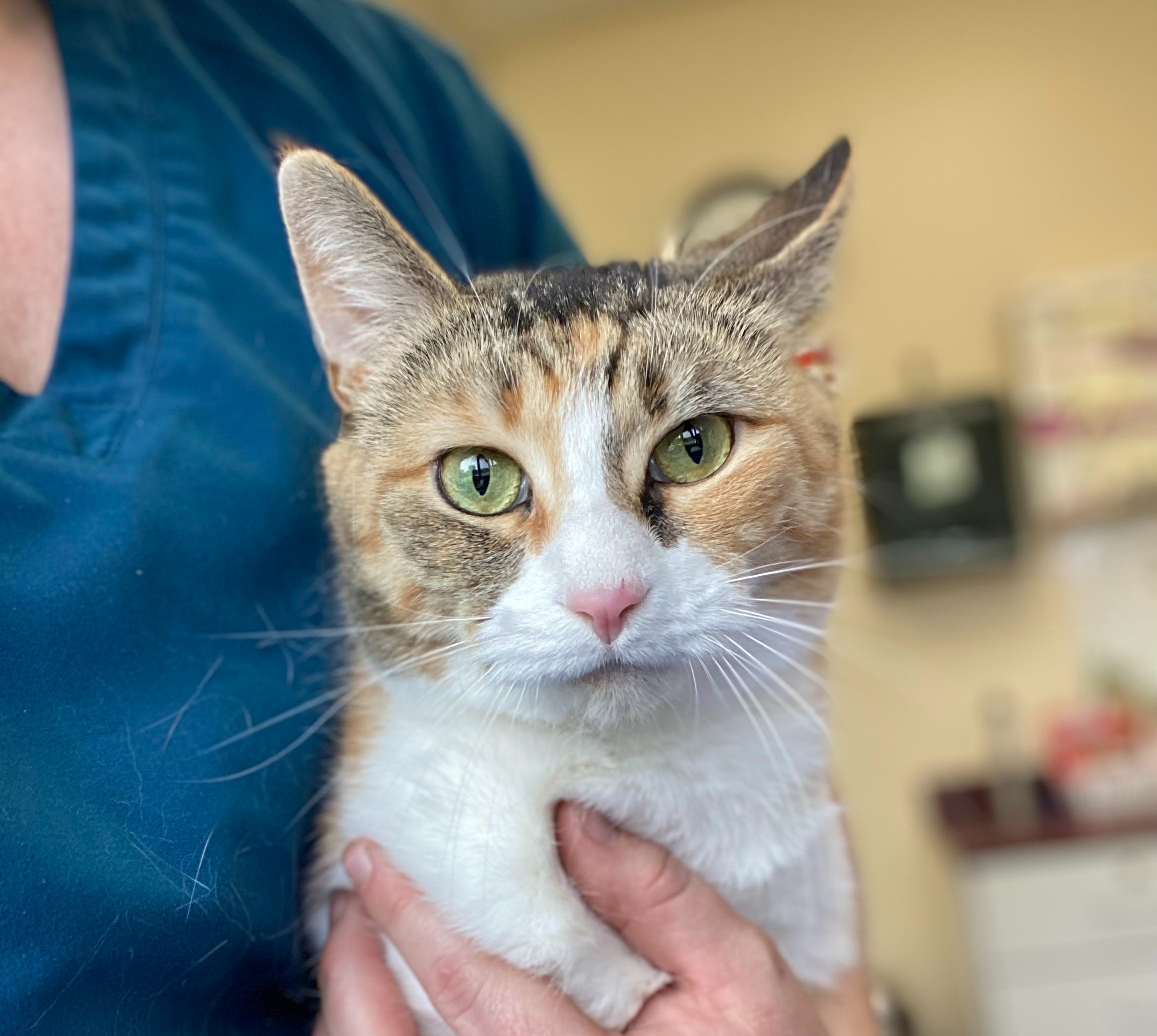 Community Well Pet Clinic | CSNIP