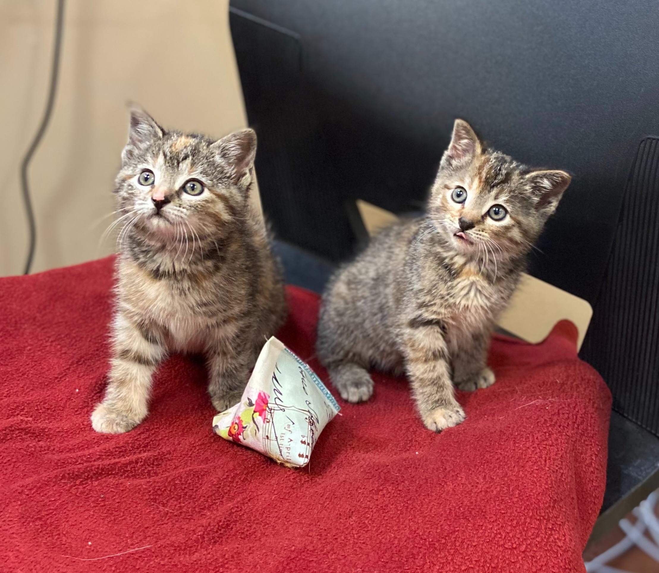 Community Well Pet Clinic | CSNIP