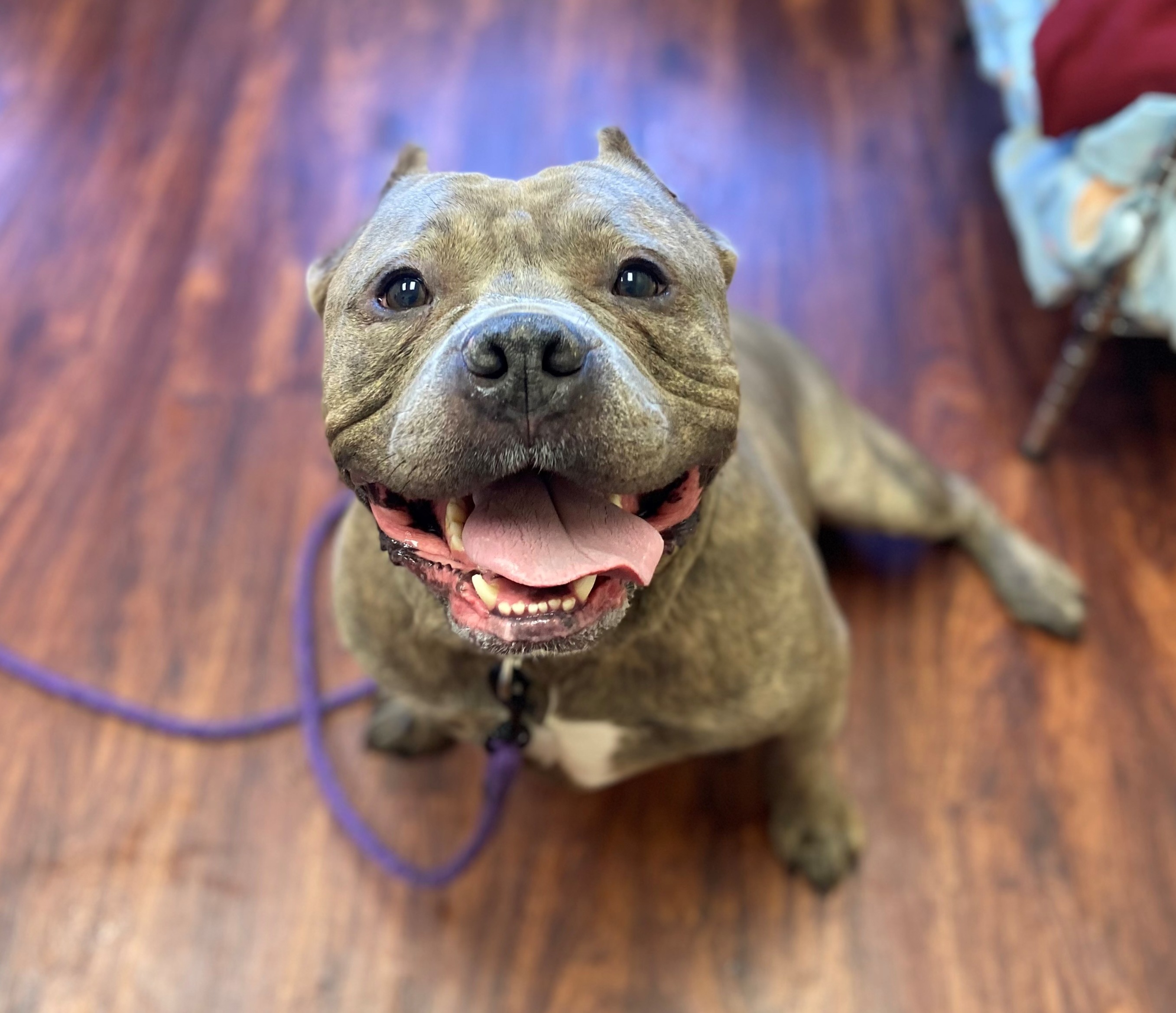 Community Well Pet Clinic | CSNIP